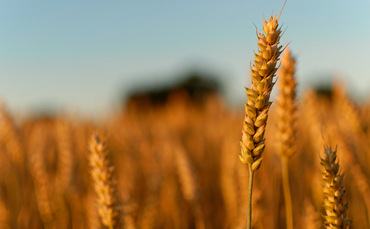 Low emissions wheat promises to slice the carbon footprint of bread ...