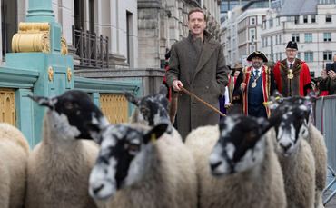 Hollywood actor Damian Lewis drives sheep over Thames to highlight ...