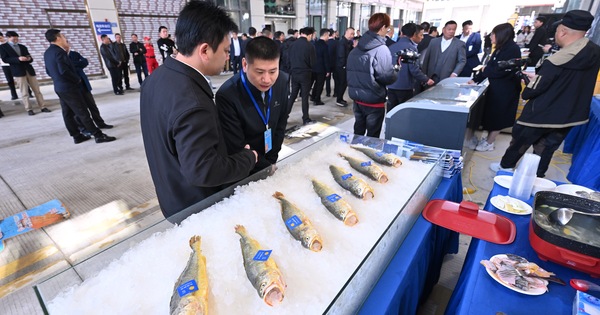 (FujianPano) CHINA-FUJIAN-NINGDE-LARGE YELLOW CROAKER INDUSTRY (CN)