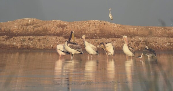 Chhari-Dhandh Bird Sanctuary added to Ramsar List, Gujarat's total ...