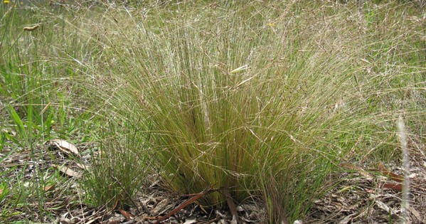 Keep serated tussock under control