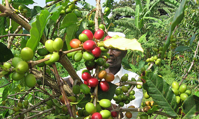 Investing In New Cash Crops The Way Forward