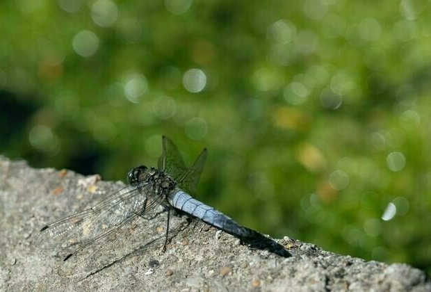 Africa's freshwater ecosystems depend on little creatures like insects ...