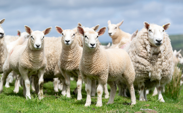 Easter boost as sheep prices remain high at auction marts | Farm News ...