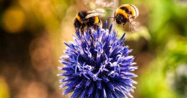 Study sheds light on connection of warmer springs, bees waking up earlier