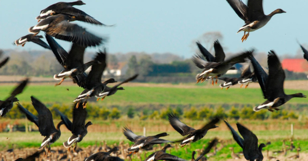Bird flu clampdown targets Ireland's Co Derry nature reserve