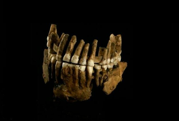 Neanderthal remains found in France reveals there were not one, but at ...