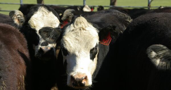 Eye cancer in cattle