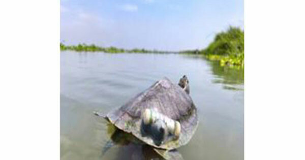 Endangered red-crowned roofed turtles return to River Ganga