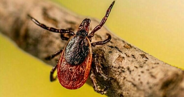 Ticks carry decades of history in each troublesome bite