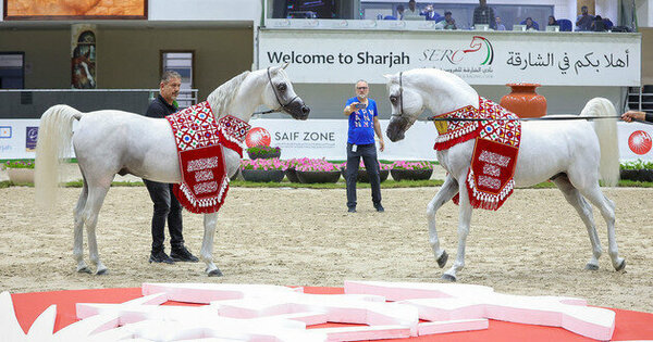 Sharjah Equestrian & Racing Club organises 19th Sharjah International ...