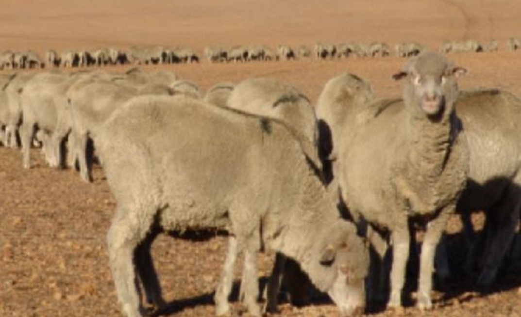 Grain poisoning and how to prevent it