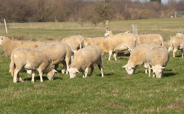 Sheep breed proving its worth for arable unit | Farm News | Farmers ...