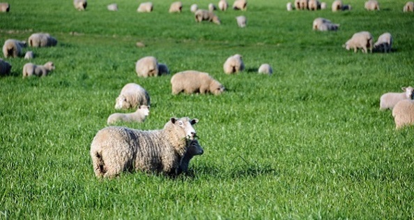 Sheep graziers' alert for trace mineral deficiencies