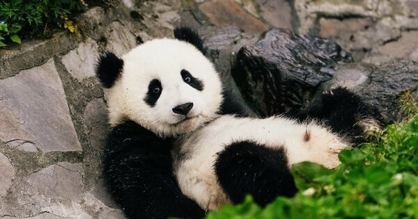 Giant panda conservation in SW China a blessing for rare species