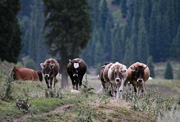 Chinese zoologists monitor cattle burps to track methane emissions