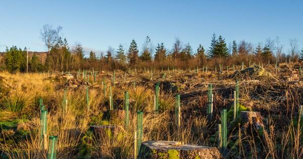 BrewDog to replace new forest saplings wiped out by heatwave - The Herald