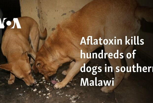 Aflatoxin kills hundreds of dogs in southern Malawi