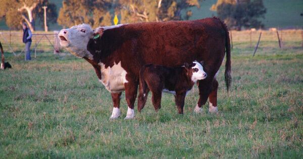 Dealing with calving problems