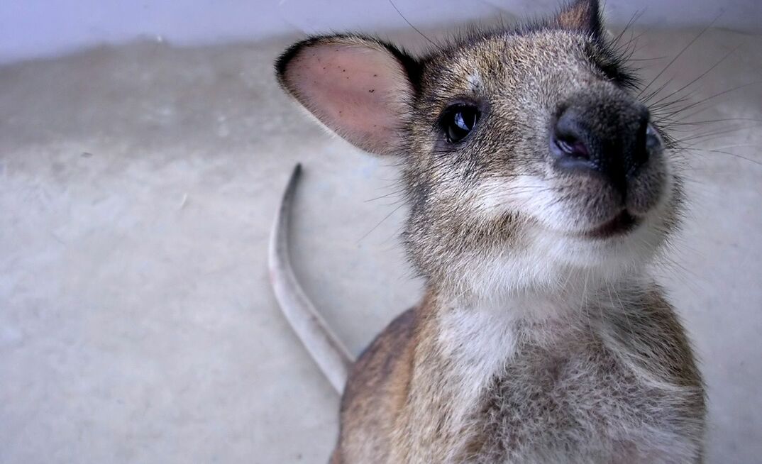 Good Friday mine shut down after death of 25 kangaroos