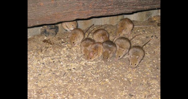 CSIRO seeks feedback on 2021 mouse plague