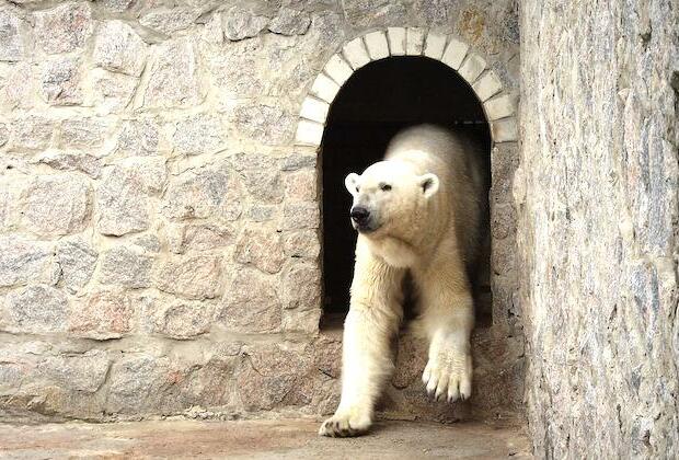 After Ukrainian zoo heavily damaged by war, animals may be put down