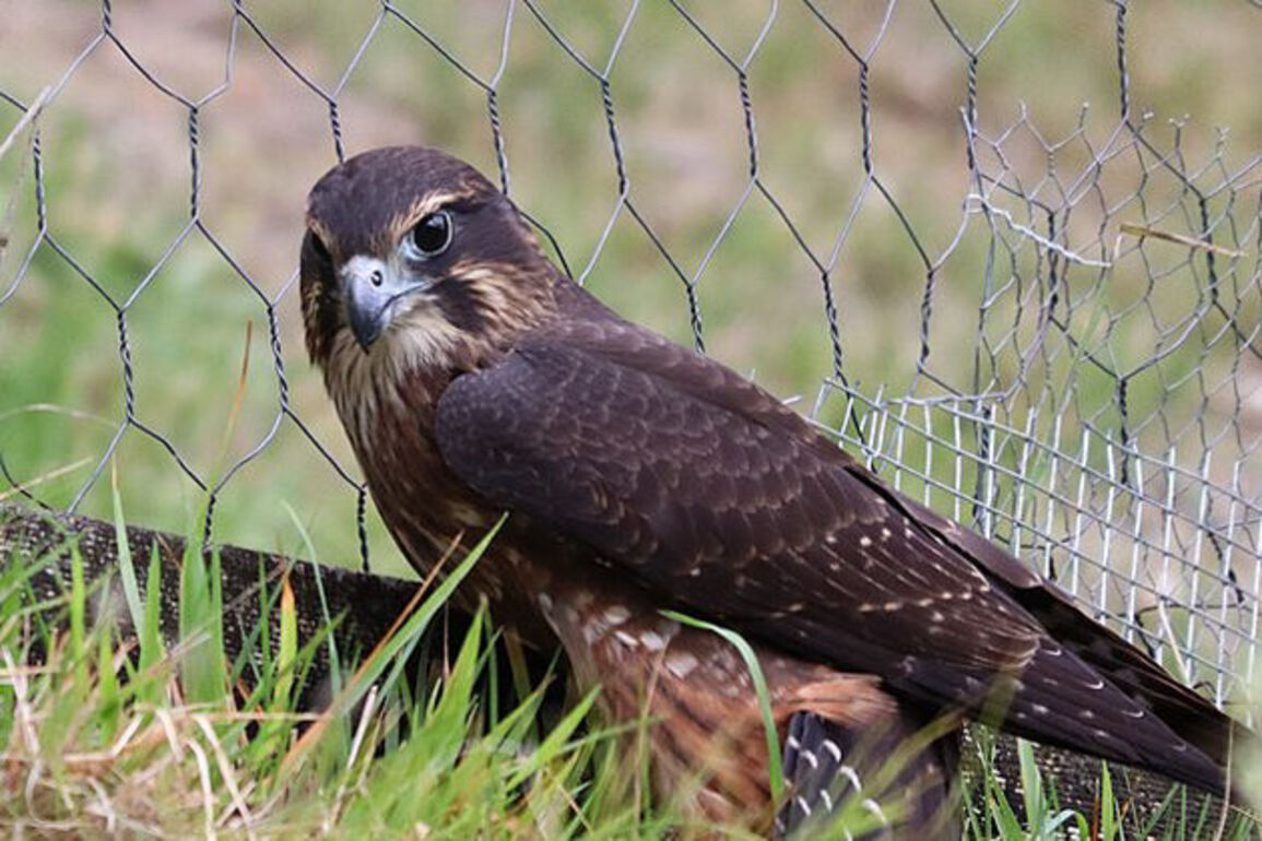 Falcon beats rivals to take New Zealand’s Bird of the Year title