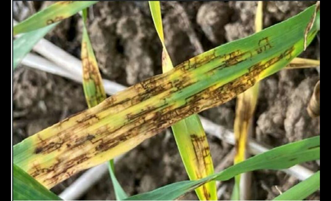 NSW DPI releases updated blotch disease guide