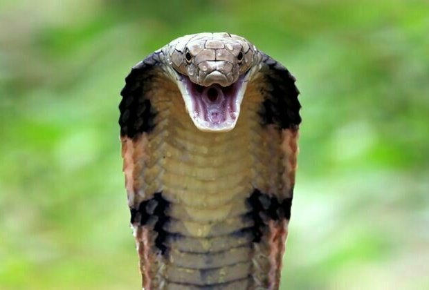 How a century-old drug could revolutionise cobra bite treatment