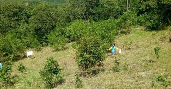 DENR, upland farmers partner in grassland reforestation in Zambales
