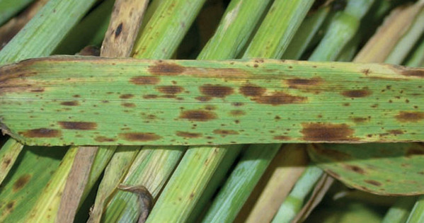 Managing barley diseases lies in a correct diagnosis