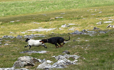 Sheep worrying: Do you know where you stand legally if a dog attack ...