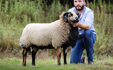 New Badger Face Welsh Mountain record set | Farm News | Farmers Guardian