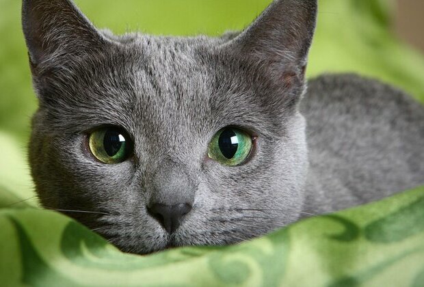 5 facts about the Russian Blue - the aristocrat among cats