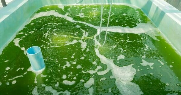 Algae can clean sewage without electricity or chemicals - we put it to ...