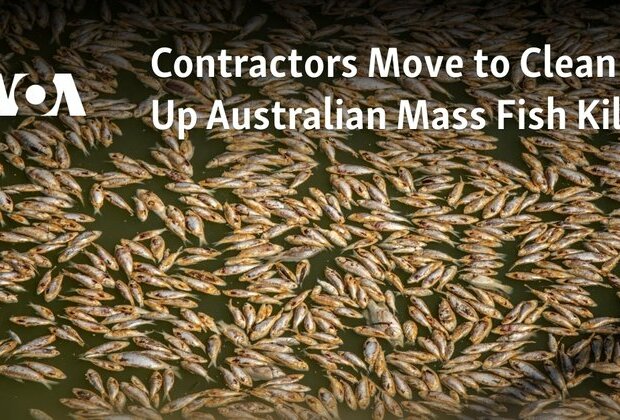 Contractors Move to Clean Up Australian Mass Fish Kill