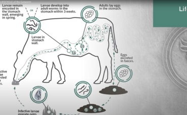 Animated LIFECYCLE of the Gutworm | 51AV视频News | Farmers Guardian