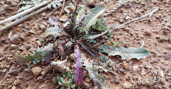 Tiny insect takes on skeleton weed