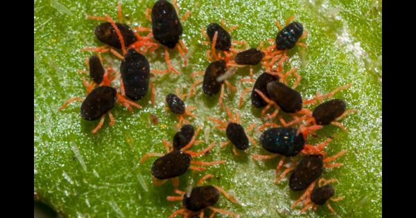Project investigates insecticide resistance for redlegged earth mite