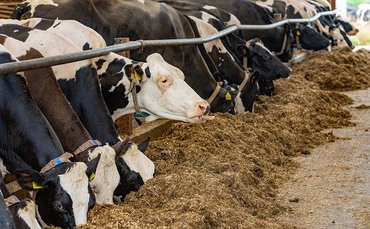 Impact of protein efficiency on carbon footprint | Farm News | Farmers ...