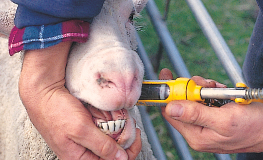 Best practice drenching