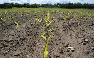 Maize drilling advice | Farm News | Farmers Guardian