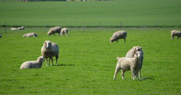 Sheep framework highlights industry progress