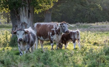 Defra non-exec director Ben Goldsmith calls for reframing of rewilding ...