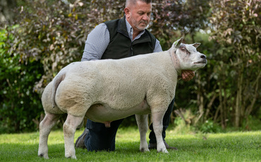 Beltex premier sale tops at 60,000gns | Farm News | Farmers Guardian