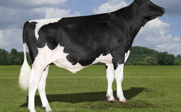 New entrant in latest genomic bull proofs | Farm News | Farmers Guardian