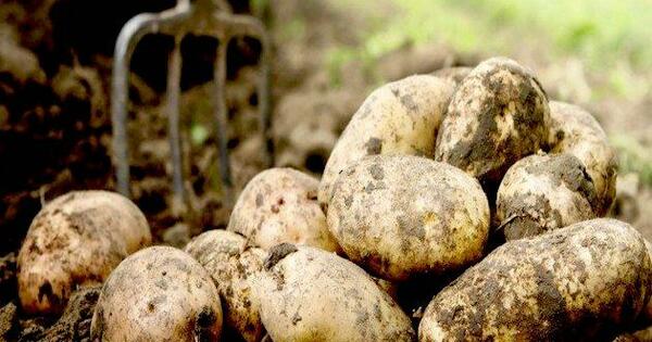 Official: Ireland potato farms will fail without price increase