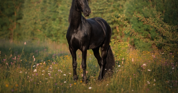 Black Horse racing into modern Victorian gold rush