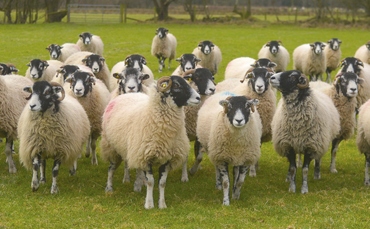 Maximising fly control | Farm News | Farmers Guardian