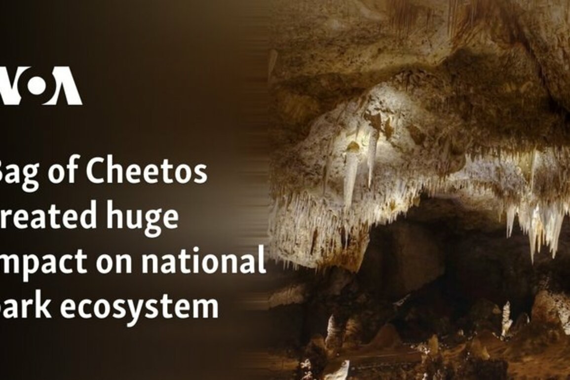Bag of Cheetos has huge impact on national park ecosystem